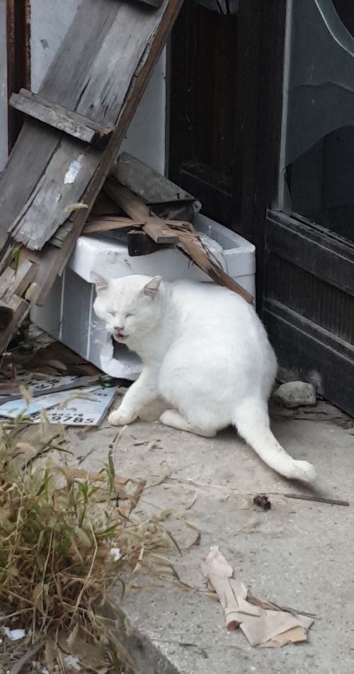 뭐하냥 에누리 쇼핑지식 자유게시판