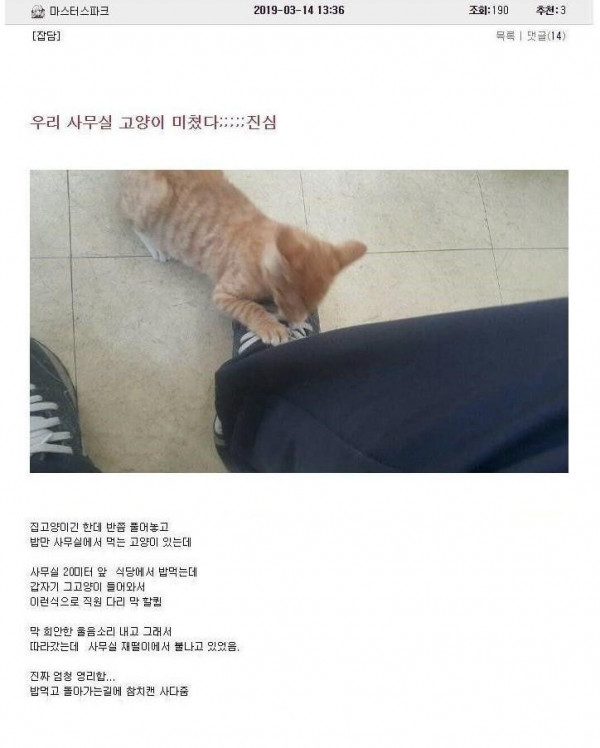 사무실 불난거 알려준 고양이 - 에누리 쇼핑지식 자유게시판