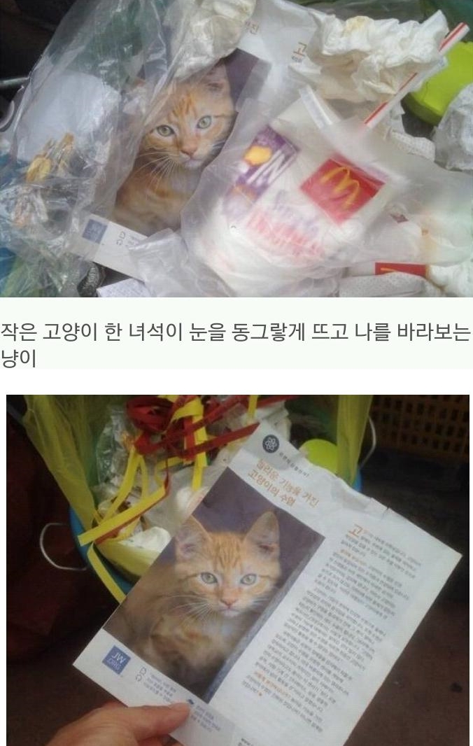 쓰레기 봉투에 고양이를 버림 - 에누리 쇼핑지식 자유게시판