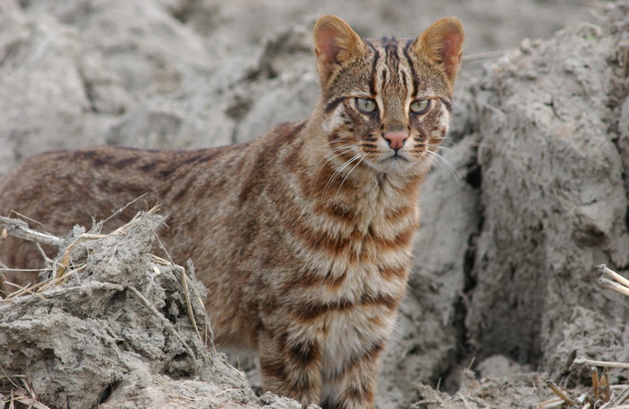 한국 생태계를 교란했던 외래종들 근황 - 에누리 쇼핑지식 자유게시판