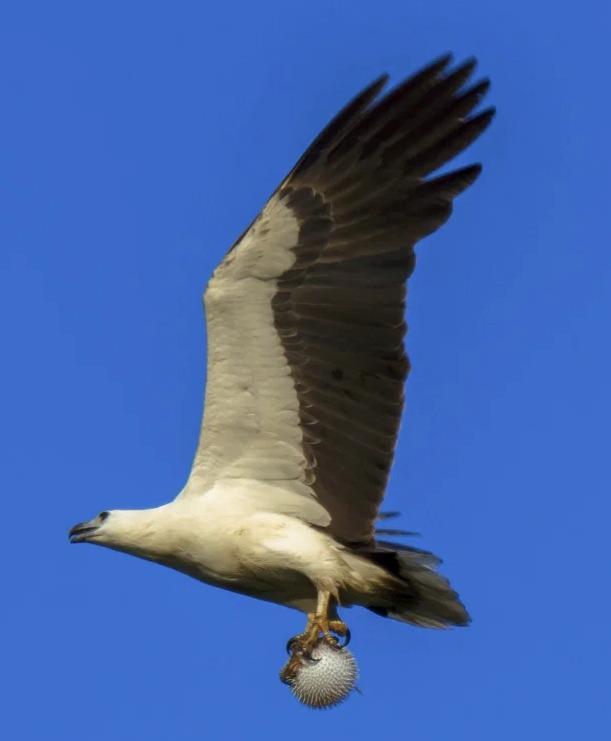 님아! 그 생선을 먹지 마오! - 에누리 쇼핑지식 자유게시판