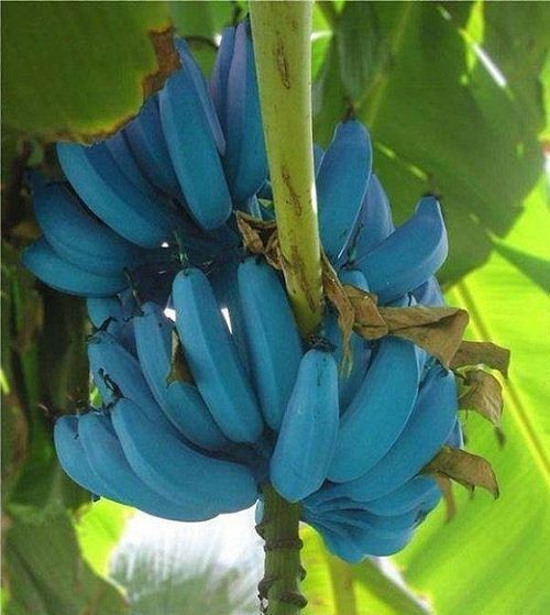 빨간 바나나 줄까? 파란 바나나 줄까? - 에누리 쇼핑지식 자유게시판