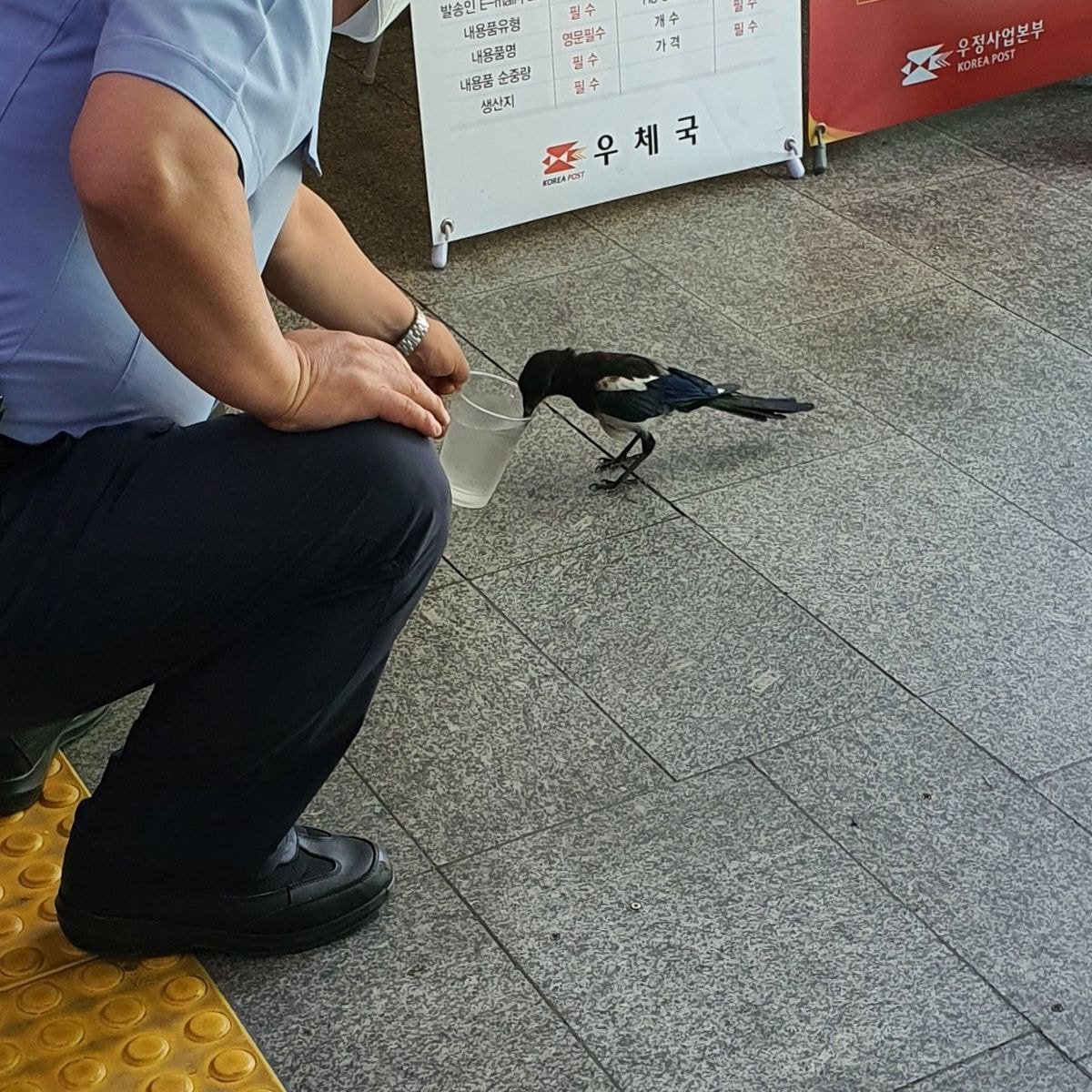 더워서 물 마시러 우체국에 들어온 까치 - 에누리 쇼핑지식 자유게시판