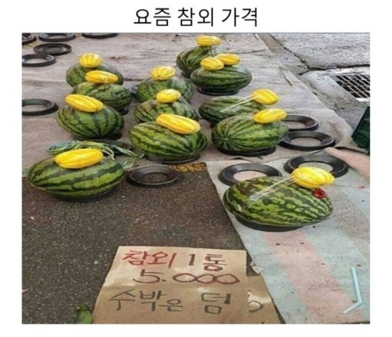 요즘 참외 가격 - 에누리 쇼핑지식 자유게시판