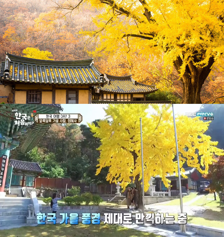 우리만 잘 모르는 신비한 나무 은행 - 에누리 쇼핑지식 자유게시판