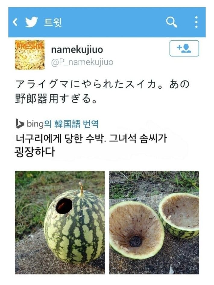 솜씨 좋은 수박 도둑 - 에누리 쇼핑지식 자유게시판