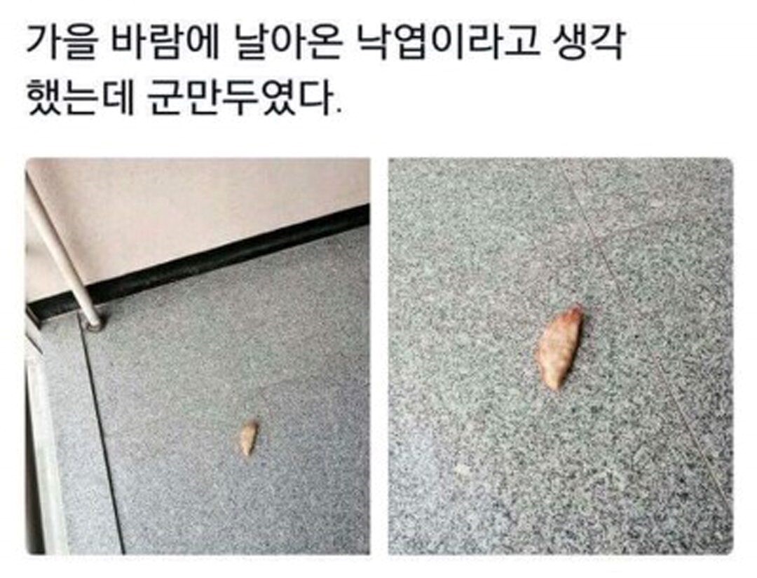 가을 바람에 들어온 낙엽의 정체 - 에누리 쇼핑지식 자유게시판