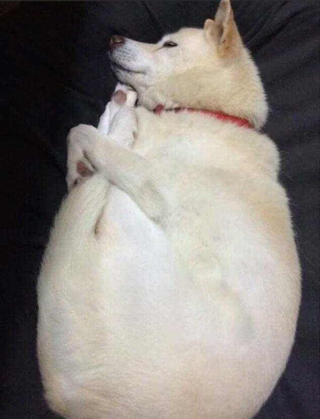 특이하게 자는 개 - 에누리 쇼핑지식 자유게시판