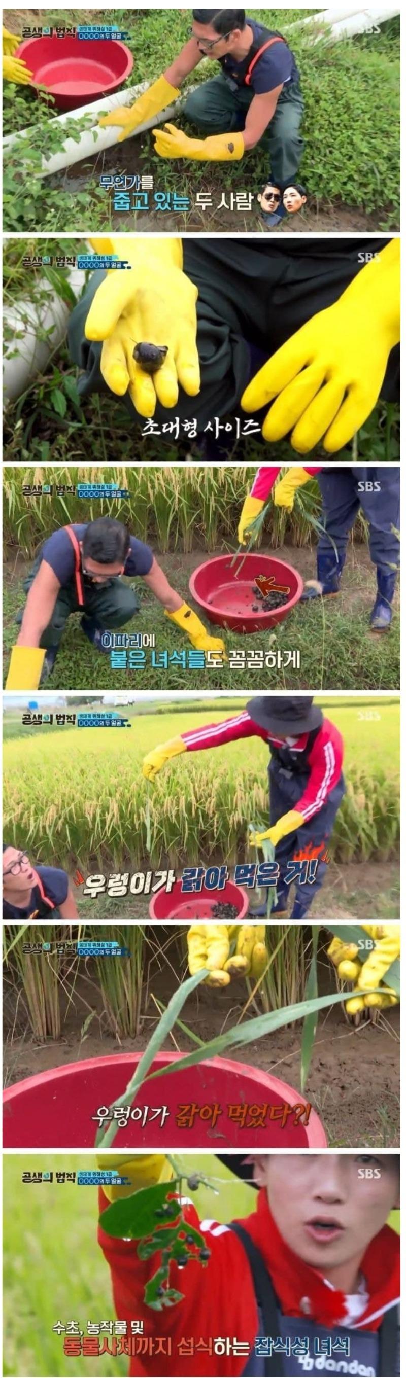 친환경농법 왕우렁이 근황 에누리 쇼핑지식 자유게시판