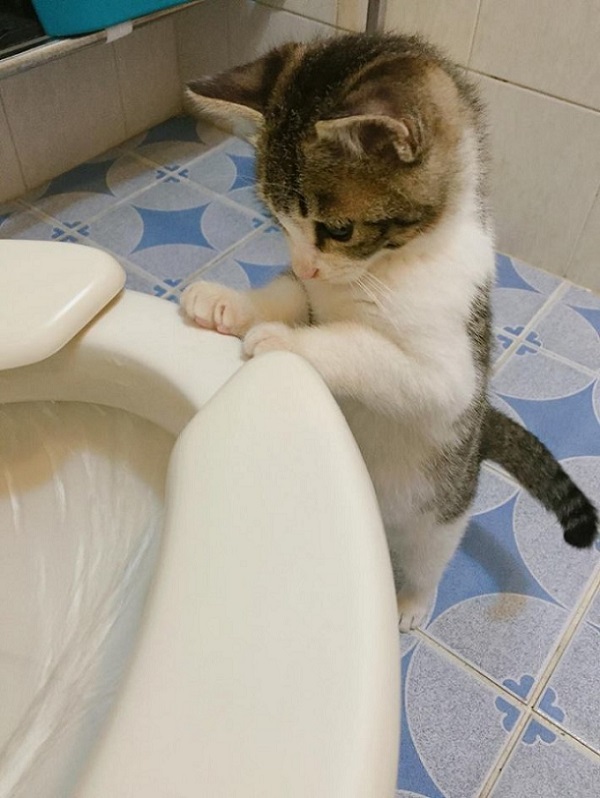 물 내려가는 변기 보는 냥이 - 에누리 쇼핑지식 자유게시판