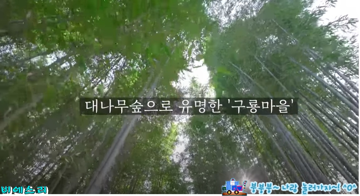 [PHOTO]익산 구룡마을 대나무 숲 - 에누리 쇼핑지식 자유게시판