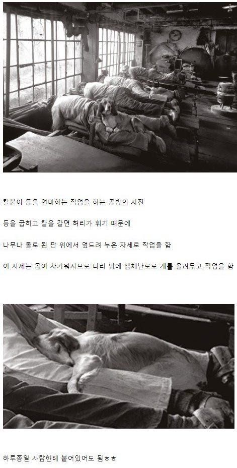 100여년 전 개들의 직업 - 에누리 쇼핑지식 자유게시판