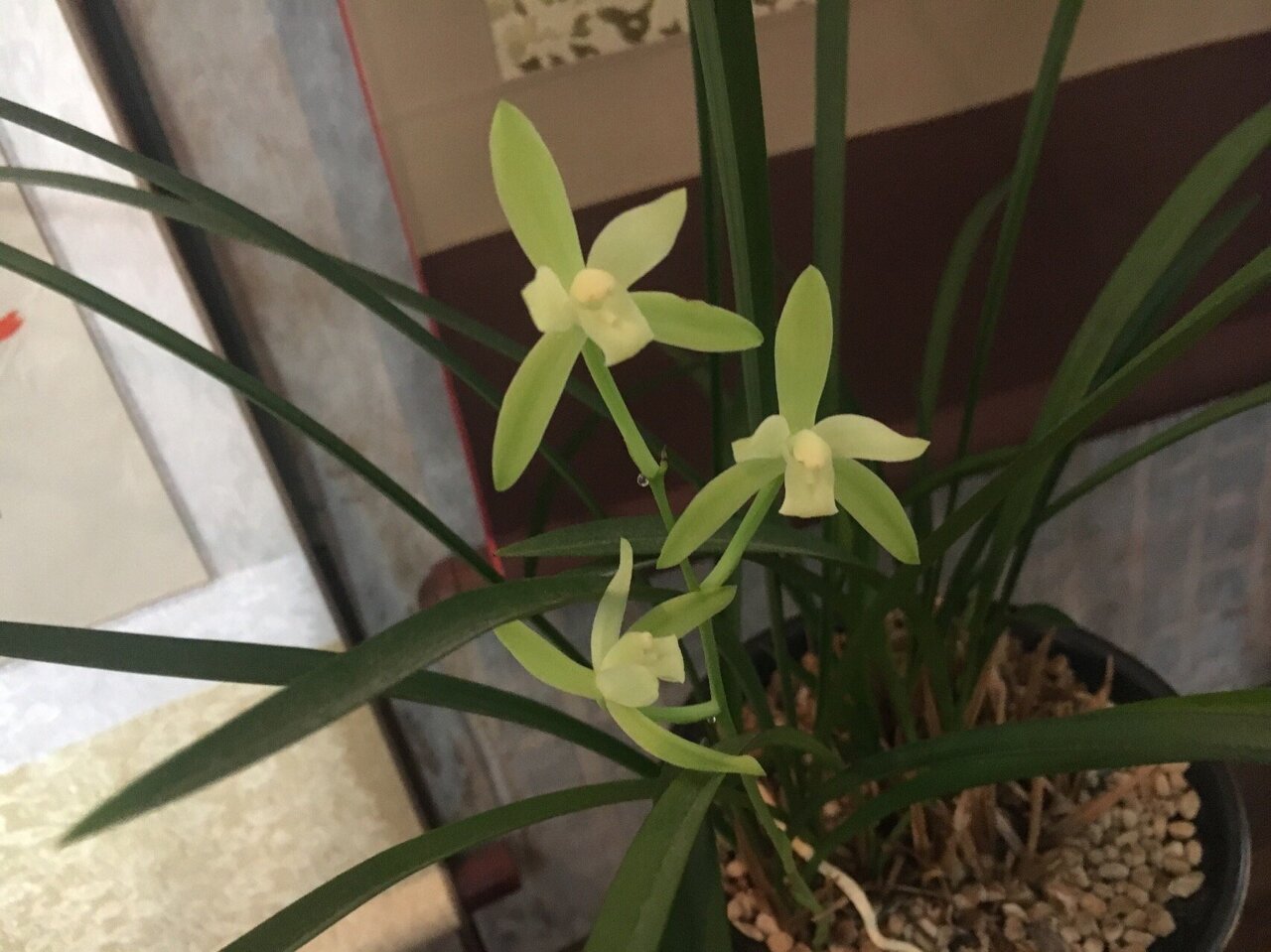 [사자성어]德香萬里(덕향만리) - 에누리 쇼핑지식 자유게시판