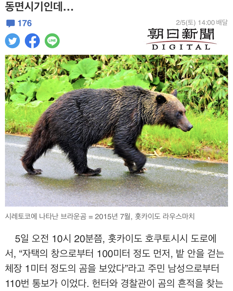 동면따위 안하는 진화한 일본 야생불곰 - 에누리 쇼핑지식 자유게시판