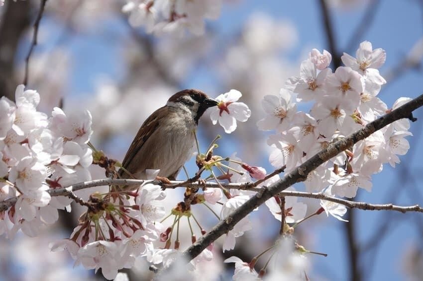 길에 통째로 떨어진 벚꽃의 정체 - 에누리 쇼핑지식 자유게시판