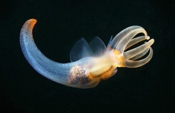 바다의 천사 클리오네 - 에누리 쇼핑지식 자유게시판