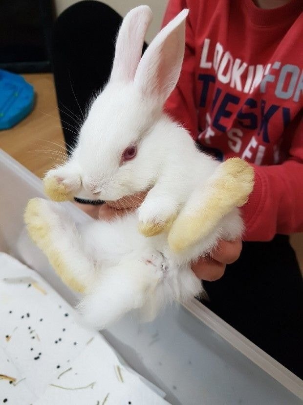 토끼 발바닥에 없는 것 - 에누리 쇼핑지식 자유게시판