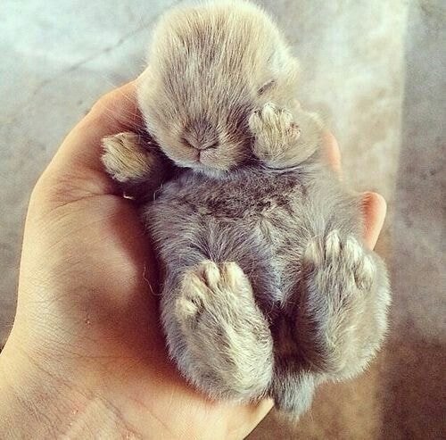 토끼 발바닥에 없는 것 - 에누리 쇼핑지식 자유게시판