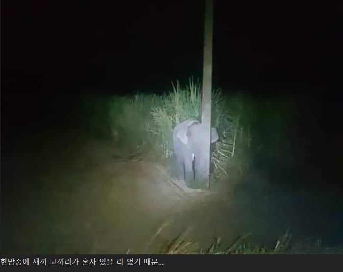 한밤중에 새끼코끼리를 보면 조심해야 하는 이유 - 에누리 쇼핑지식 자유게시판