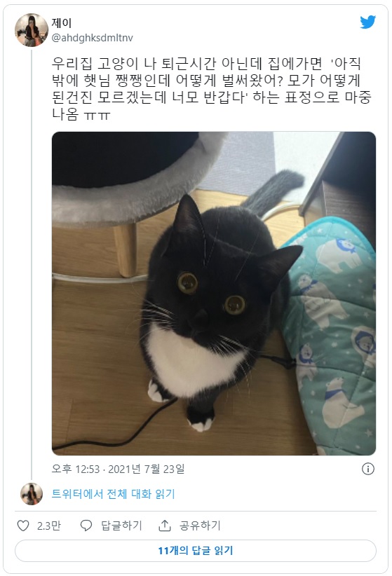 퇴근시간 아닌데 집에 들어갔을 때 고양이 반응 - 에누리 쇼핑지식 자유게시판