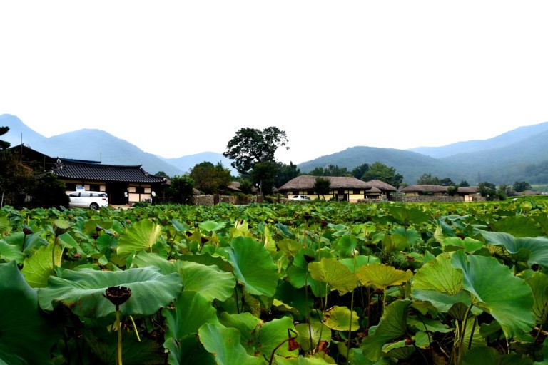 여기좋아-외암리 민속마을 - 에누리 쇼핑지식 자유게시판