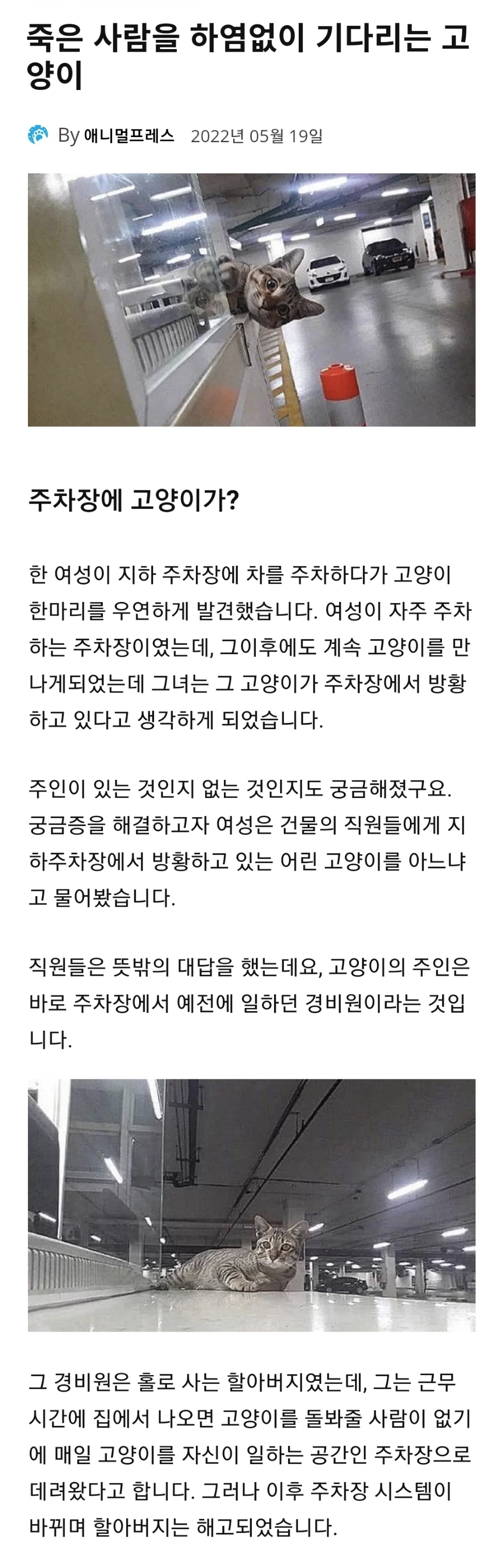 주차장을 배회하는 고양이 - 에누리 쇼핑지식 자유게시판