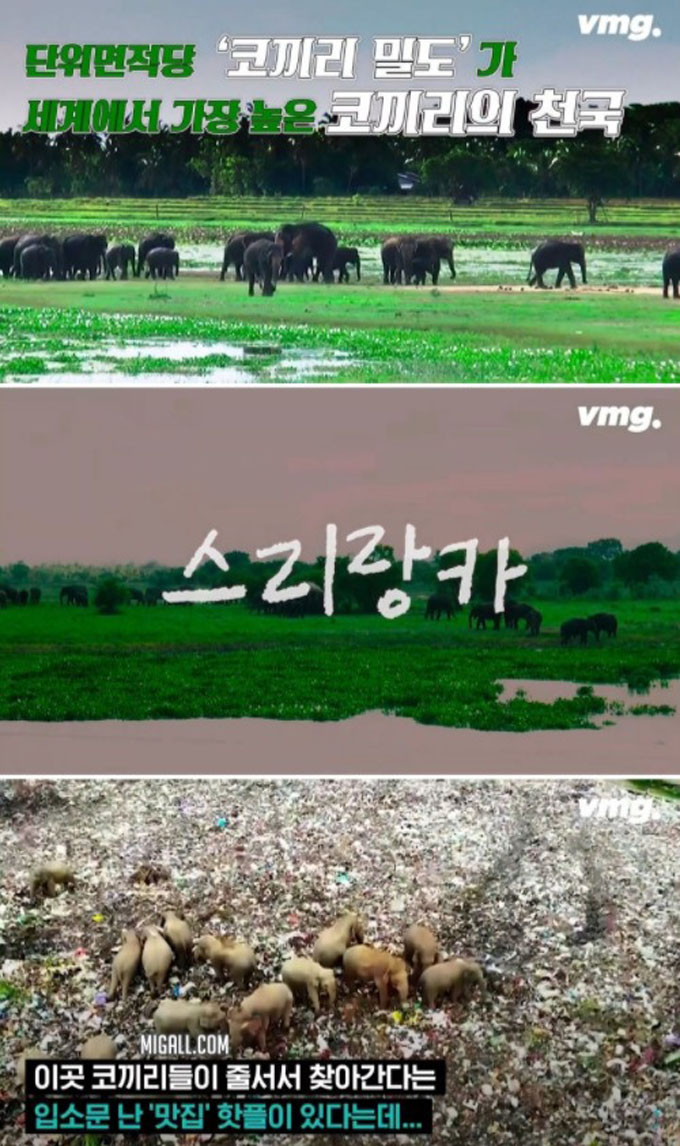 코끼리가 쓰레기를 뒤지는 이유 - 에누리 쇼핑지식 자유게시판