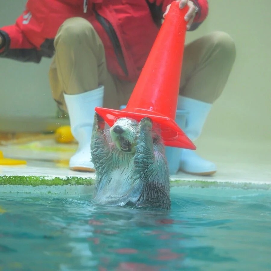 슬리데린은 안돼...슬리데린은 안돼... - 에누리 쇼핑지식 자유게시판