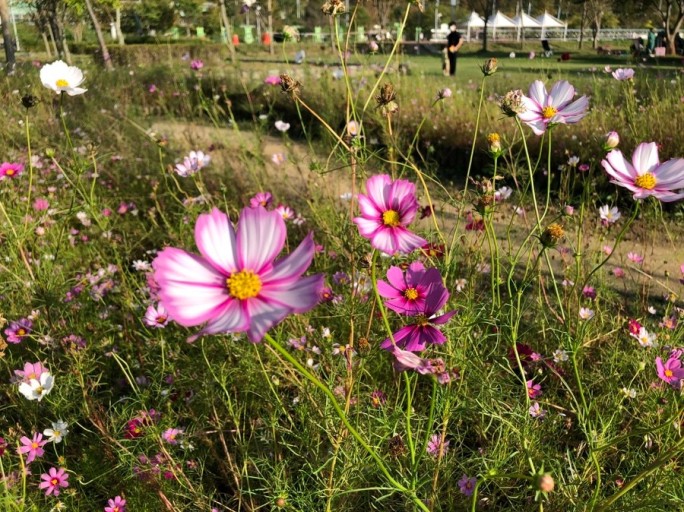 8월11일-말복(末伏).잘가라 복더위~!! - 에누리 쇼핑지식 자유게시판