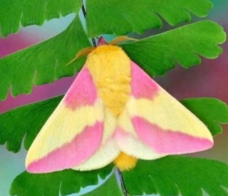 나비보다 더 예쁘다는 나방 - 에누리 쇼핑지식 자유게시판