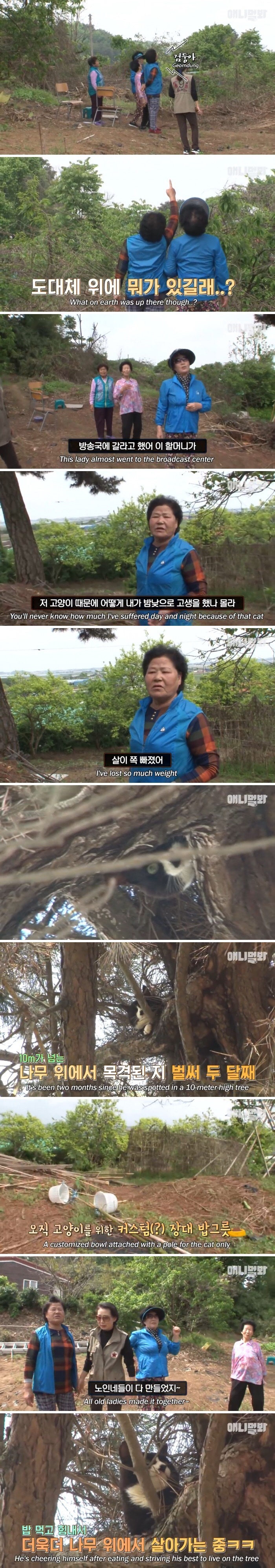 10M 나무 위에 살아도 뚱냥이 만드는 할매들의 위엄 - 에누리 쇼핑지식 자유게시판