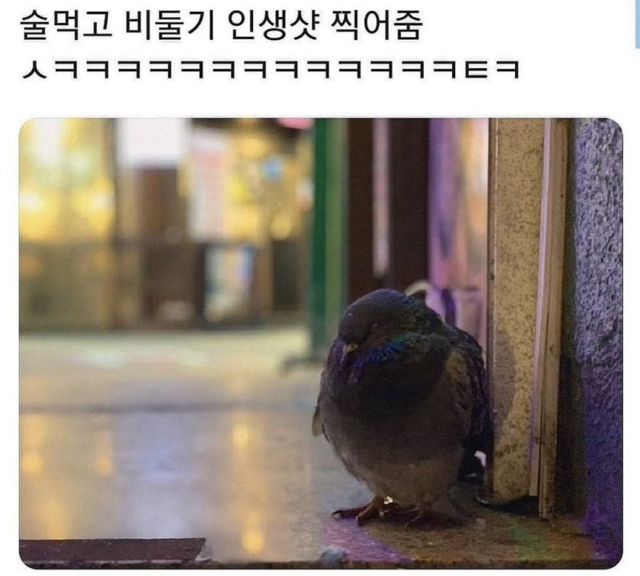 둘기 인생샷 - 에누리 쇼핑지식 자유게시판