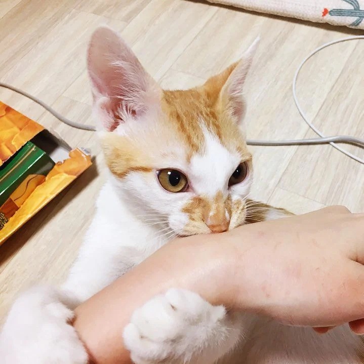 피리 부는 고양이들 - 에누리 쇼핑지식 자유게시판