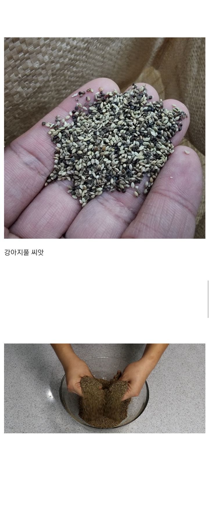 애니에서 나온 강아지풀 라멘을 만들어 먹은 사람 - 에누리 쇼핑지식 자유게시판