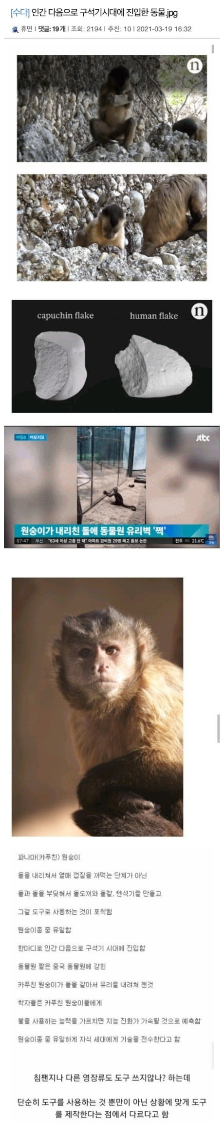인간 다음으로 구석기시대 진입한 지구동물 - 에누리 쇼핑지식 자유게시판