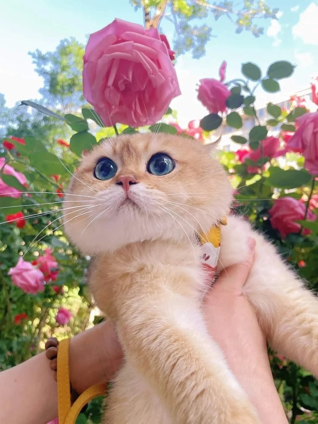 눈에 보석 박힌 애니메이션 캐릭터 같은 고양이 - 에누리 쇼핑지식 자유게시판