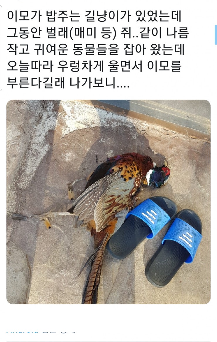 길냥이가 은혜를 갚는법 - 에누리 쇼핑지식 자유게시판