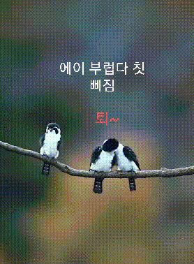 커플을 보고 질투하는 참새 - 에누리 쇼핑지식 자유게시판