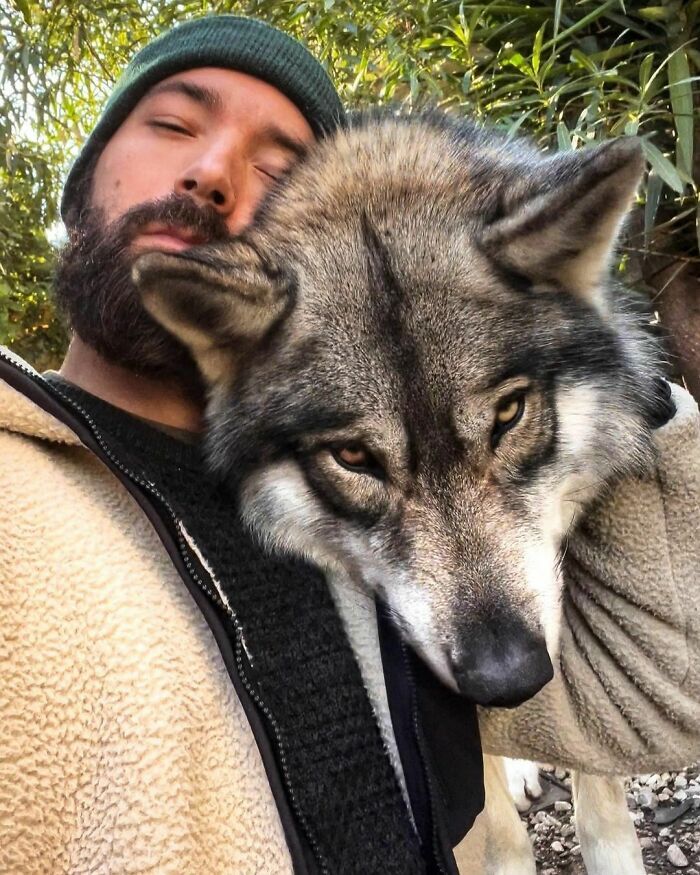 사람과 울프독의 머리 크기 차이 - 에누리 쇼핑지식 자유게시판