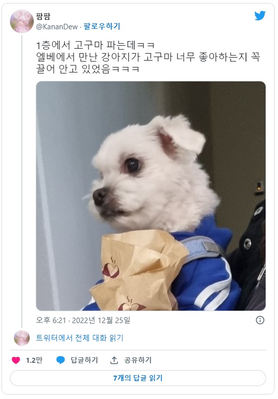 1층에서 고구마 파는데 엘베에서 만난 강아지가 - 에누리 쇼핑지식 자유게시판