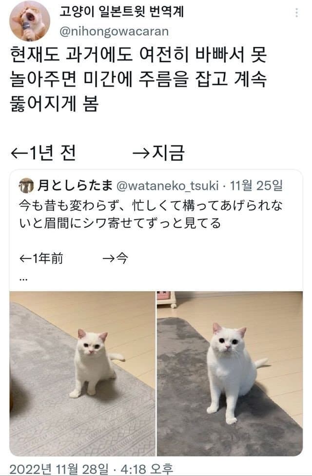 안놀아줘서 삐진 고양이 에누리 쇼핑지식 자유게시판