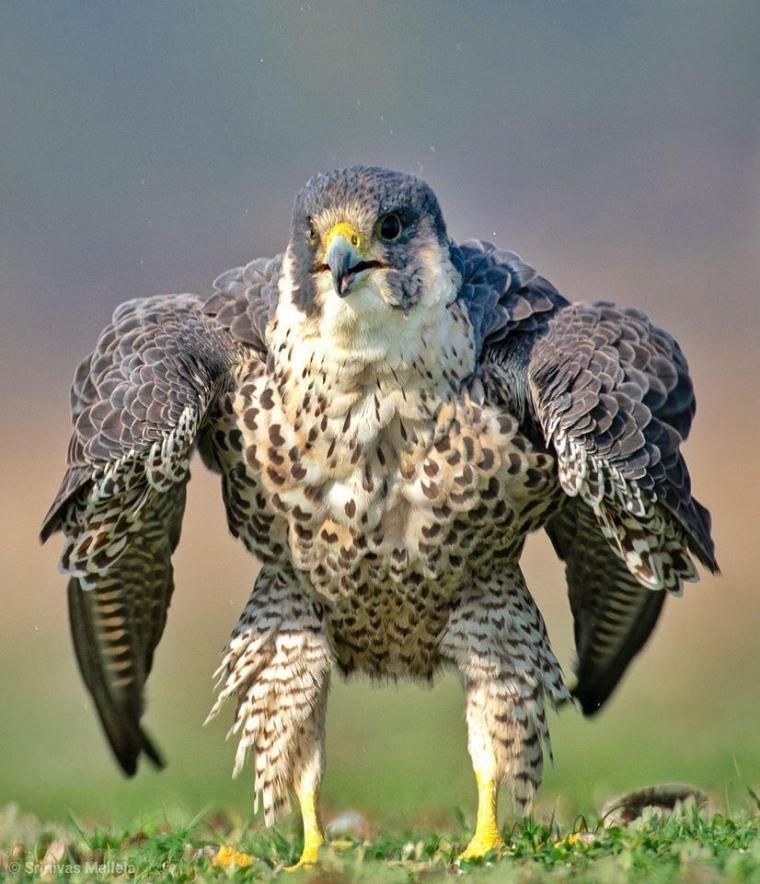 취미가 운동인 매형 - 에누리 쇼핑지식 자유게시판