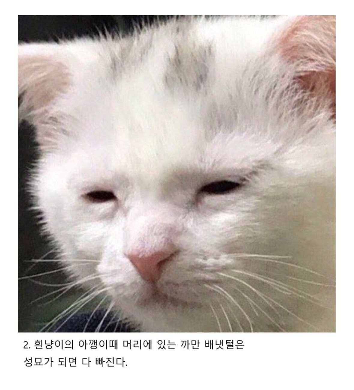 알아두면 쓸모는 없지만 귀여운 고양이 지식 - 에누리 쇼핑지식 자유게시판