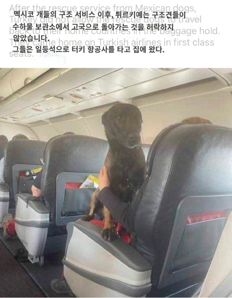 구조견은 수화물이 아닙니다 - 에누리 쇼핑지식 자유게시판