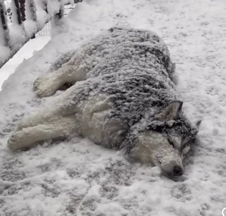 눈와서 힐링 중인 겨울늑대 - 에누리 쇼핑지식 자유게시판