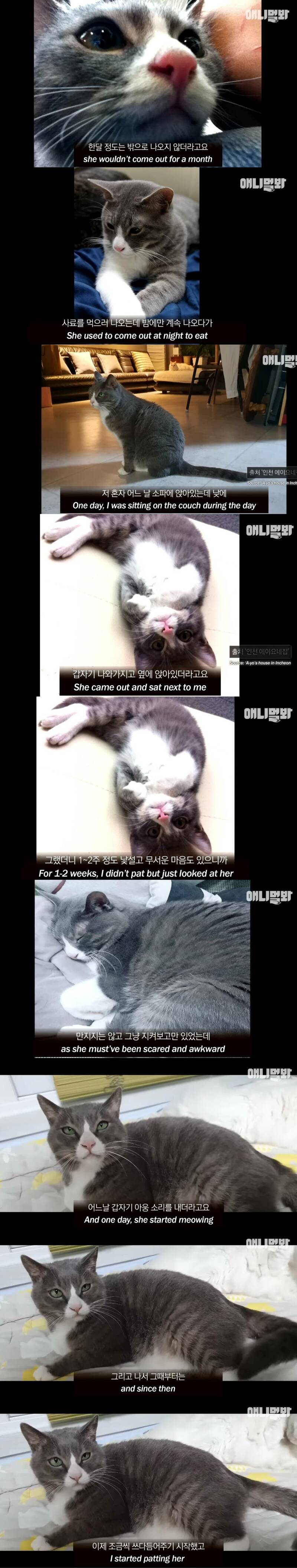 죽은 어미한테 꾹꾹이하던 새끼 고양이.. 13년 후 - 에누리 쇼핑지식 자유게시판