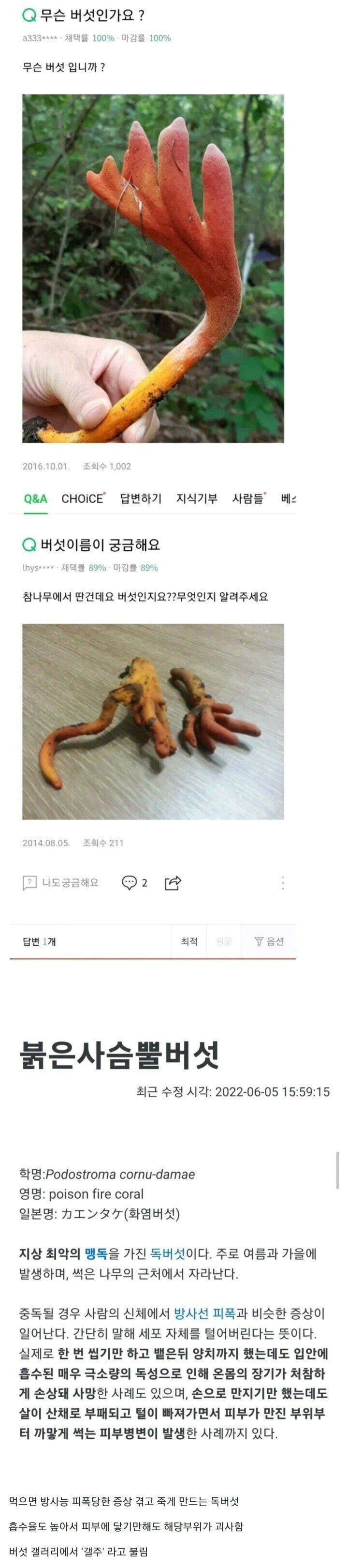 이거 따왔는데 무슨버섯 인가요 - 에누리 쇼핑지식 자유게시판