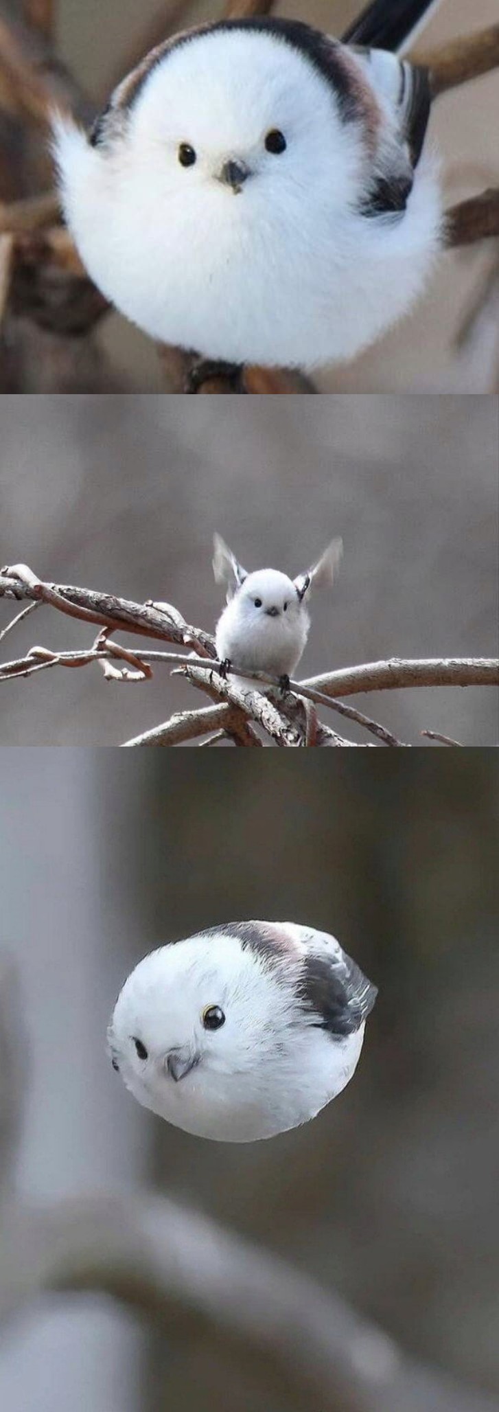이름과 달리 은근 많이 귀여운 뱁새 - 에누리 쇼핑지식 자유게시판