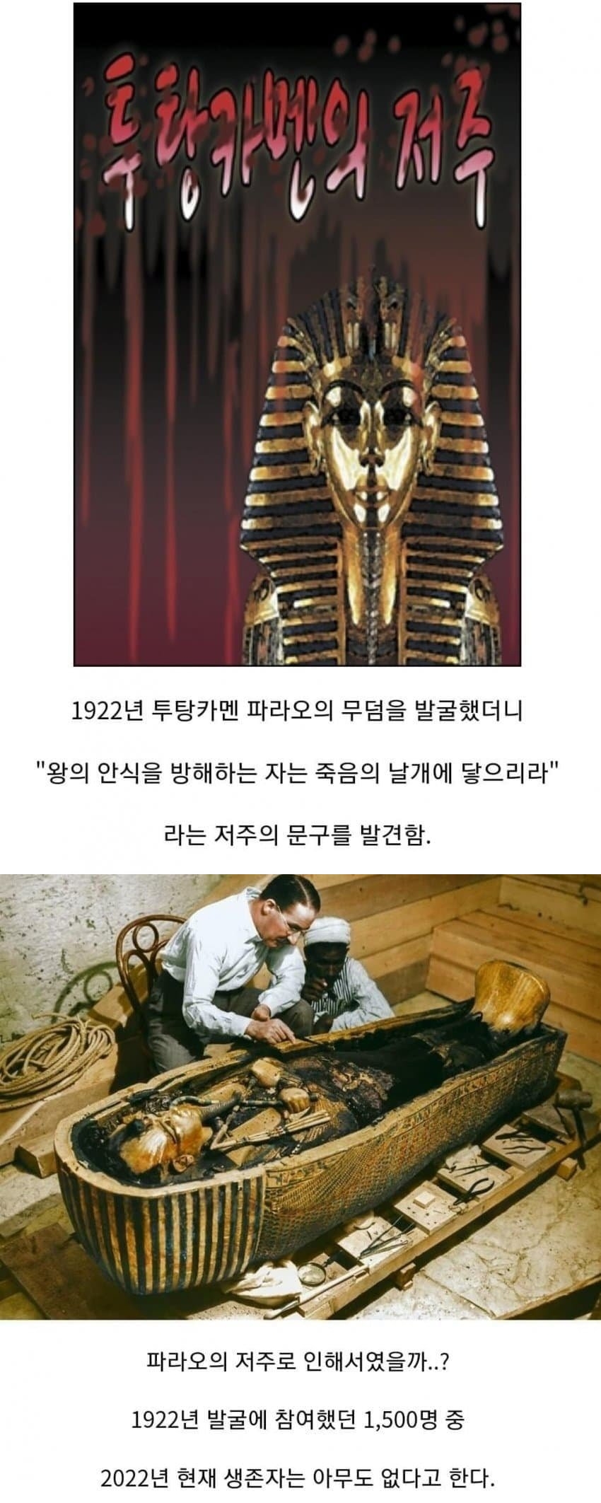 100% 적중했던 파라오의 저주 - 에누리 쇼핑지식 자유게시판