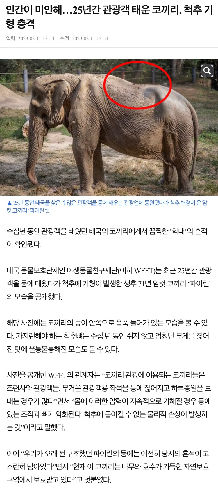 25년간 관광객 태운 코끼리 척추기형 돼 - 에누리 쇼핑지식 자유게시판